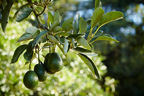 From farm to fork: The journey of the perfect avocado - Eat Out